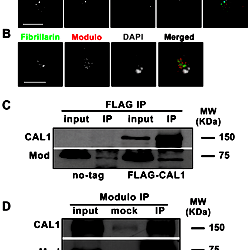Identification of the CAL1 partner, Modulo.
