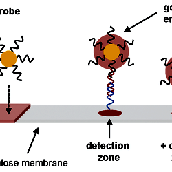 Lateral flow assay design.