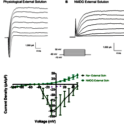 All inward current is Na+ current.