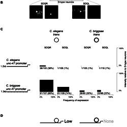 The expression pattern of unc-47 is conserved despite divergent regulation.