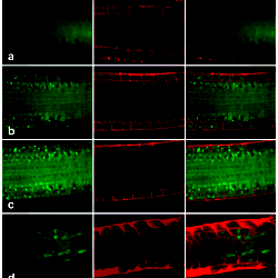 LysoTracker staining in root cells.