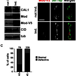 Modulo overexpression causes chromosome segregation defects.