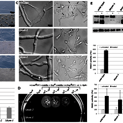 Δhym-1 displays phenotypic characteristics of MAK2 MAP kinase pathway ...