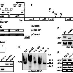 Molecular characterization of the transformants.