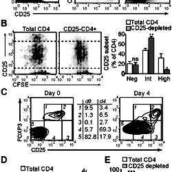 CD25High CD4+ T cells originate from natural CD25+ CD4+ T cells.