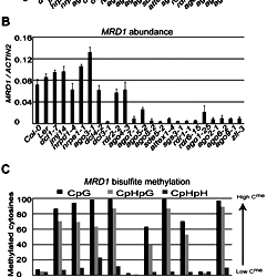 MRD1 characterization.