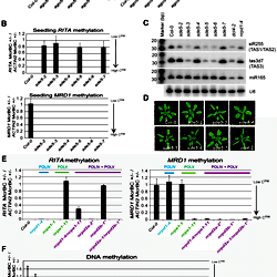 RITA and MRD1 epigenetic statuses in various allelic series.
