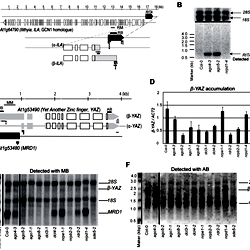 Analysis of RITA and MRD1 locus transcripts.