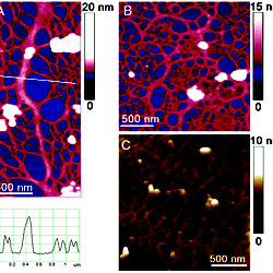 Structural details of the cell jacket network.
