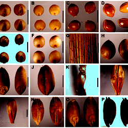 Materials chosen for macrofossil analysis.