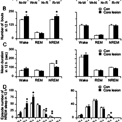 NAc core lesion causes sleep fragmentation.