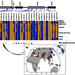 Geographic distribution of derived allele frequencies in a 100