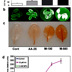 DCF fluorescence used to measure ROS levels from excised leaves.