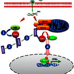 Model of TBK1 recruitment to MAVS.