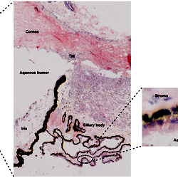 Histology of the ciliary body in the eye.