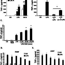 Macrophage elasticity affects response to LPS and LPS tolerance.