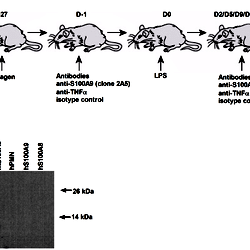 LPS-CIA model.