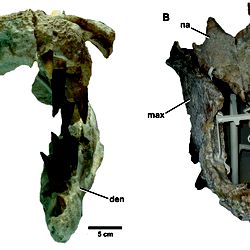 Dakosaurus maximus, neotype SMNS 8203.