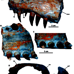 Dakosaurus maximus, referred specimens SMNS 10819a and SMNS 10819b.