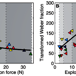Relationship between force and Weber fraction.