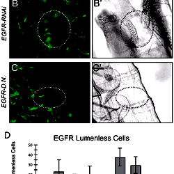 Loss of EGFR function in terminal cells results in a partially ...