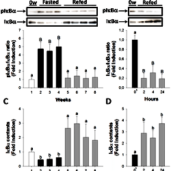 Fasting and refeeding effects on IκBα/NFκB signaling pathway activation ...