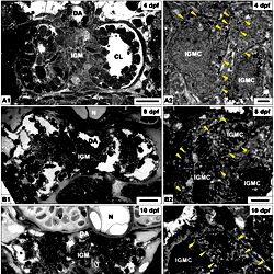 Interglomerular mesangium in medaka pronephric glomeruli.