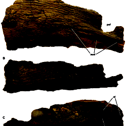 Dakosaurus maximus, referred specimen SMNS 56999.