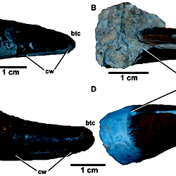 Dakosaurus maximus, referred specimens SMNS 91425.