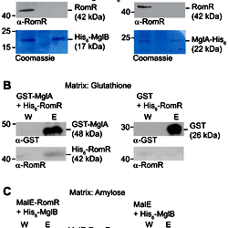 RomR interacts directly with MglA and MglB.