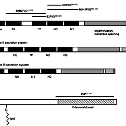 Schematic illustration of secretin and PilP domain structures.