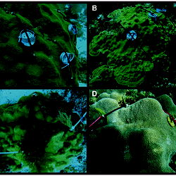Photos of extract and algal application.