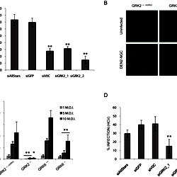 GRK2 is required for DEN2-NGC AND HCV propagation.