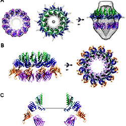 Model for the PilP-PilQ assembly.