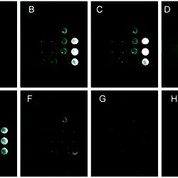 SPRi difference images of the biochip surface at different times during ...