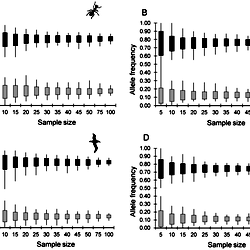 Impact of sample size on the precision of sample allele frequencies.
