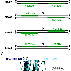 Schematic depictions of sequences and nomenclature of modeled protein ...