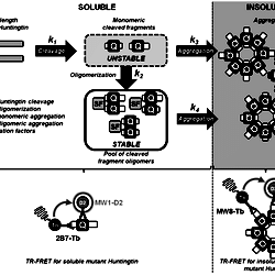 A model of how mutant htt aggregates in cells.