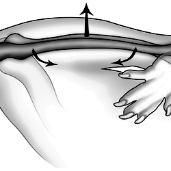 Schematic diagram of the rat ulna loading model.