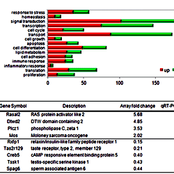Summary and confirmation of microarray analysis.