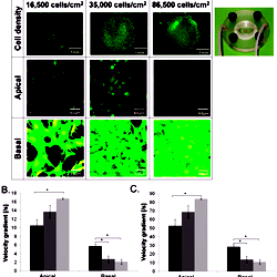 Mechanical testing (stress - strain analysis) of live stem cells using ...