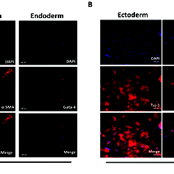 Embryoid body-mediated differentiation of ES cells passaged three times ...