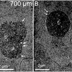 Nuclear remnants have many configurations without the nuclear envelope.