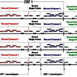 Design Summary of Multi Strain Shared Probe Sets.