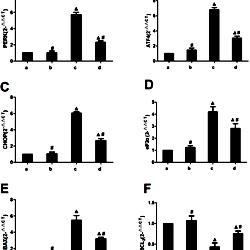 The expression of PERK, ATF4, eIF2a, CHOP, Bax and Bcl2 mRNA in mouse ...