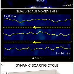 Large- and small-scale movements and dynamic soaring cycle.