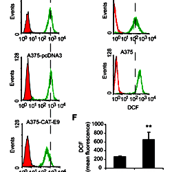 Intracellular ROS levels in melanoma cells and melanocytes determined ...