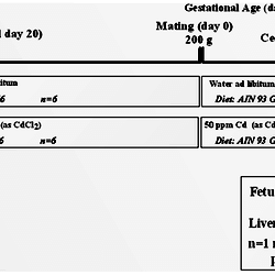 Schematic diagram of the experimental protocol.
