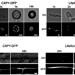 Subcellular localization of Cap1 and LifeAct in M. oryzae.