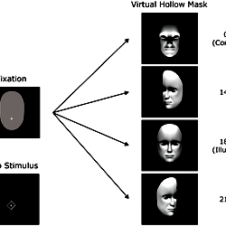 The fixation and virtual hollow-mask stimuli (presented without ...